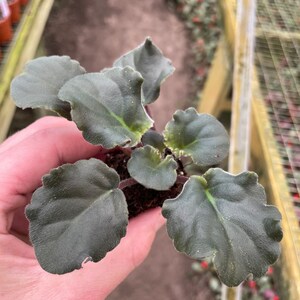 Apache Bow African Violet Starter Plant (ALL PLANTS Require You to ...