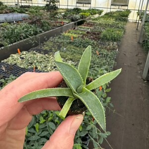 Agave Blue Wave Starter Plant (ALL STARTER PLANTS Require You to ...