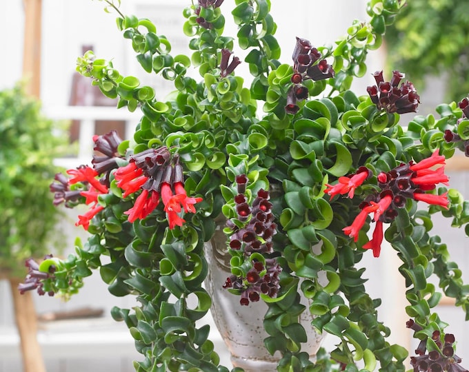 Curly Rasta Lipstick Starter Plant (ALL STARTER PLANTS Require You to ...