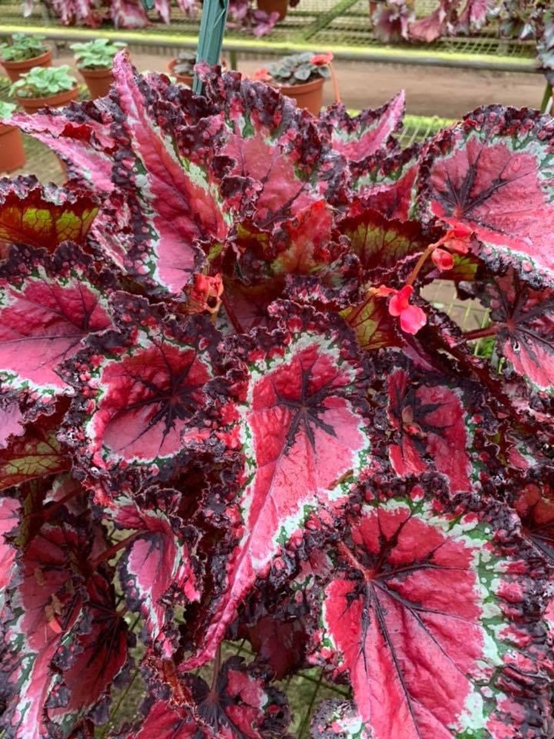 Harmonys Queen of Hearts Begonia Starter Plant (ALL STARTER PLANTS ...