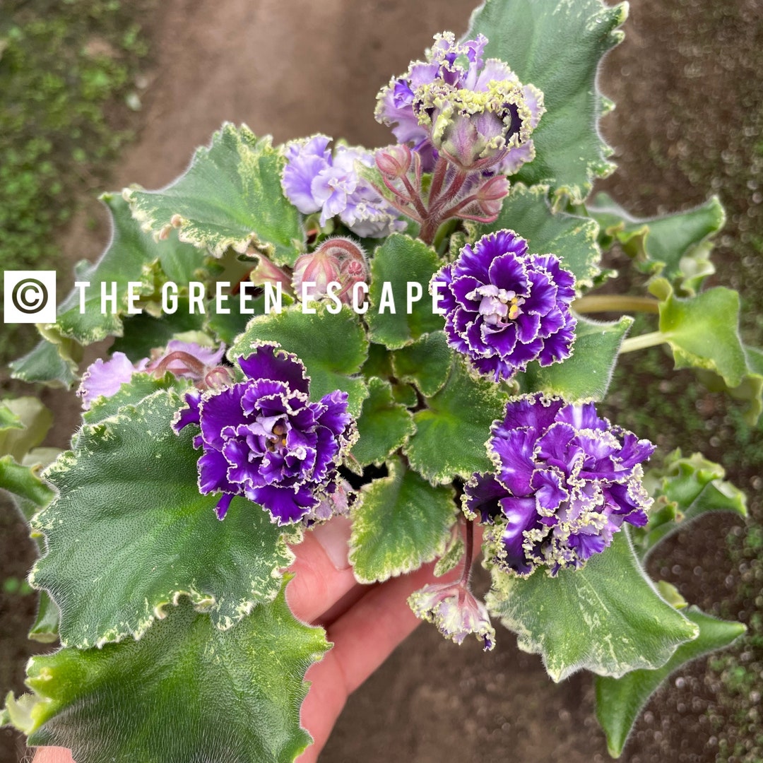 Harmonys Dancing Fool African Violet Starter Plant (ALL Starter PLANTS ...