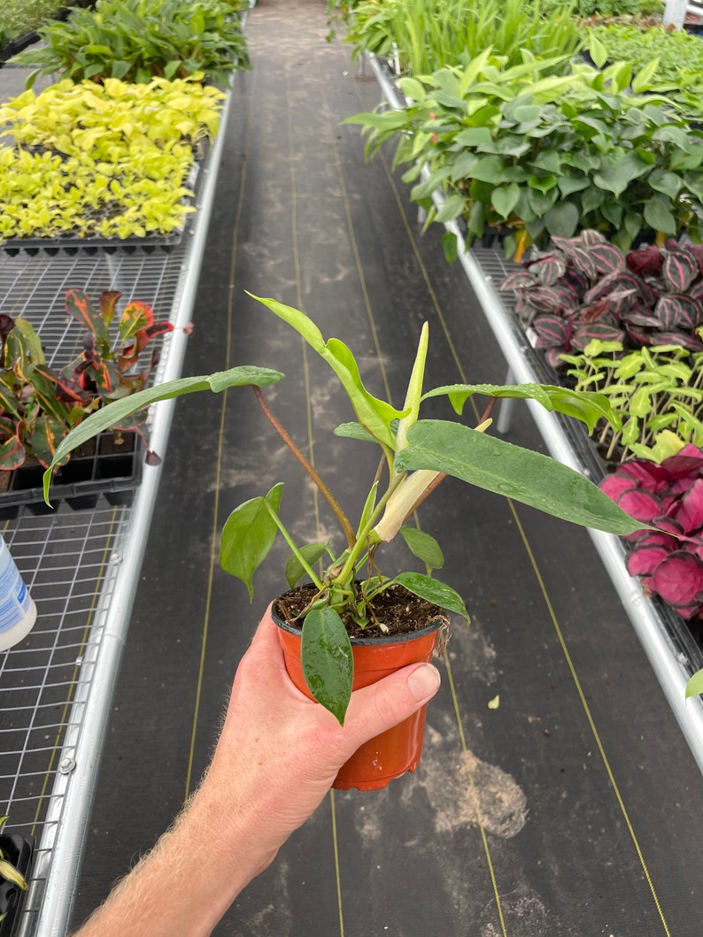 Philodendron Florida Green 4 Pot ALL PLANTS Require You to - Etsy