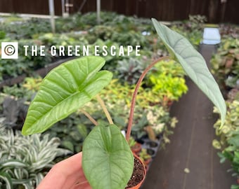 Alocasia Platinum “bisma” Starter Plant (ALL STARTER PLANTS Require You ...