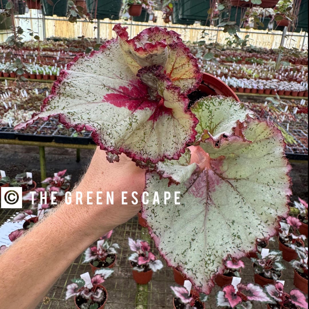 Begonia Harmonys Very Raspberry 4pot ALL PLANTS Require You to Purchase ...