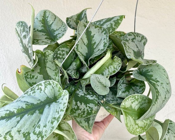 Scindapsus Pictus Silver Splash Starter Plant ALL STARTER - Etsy