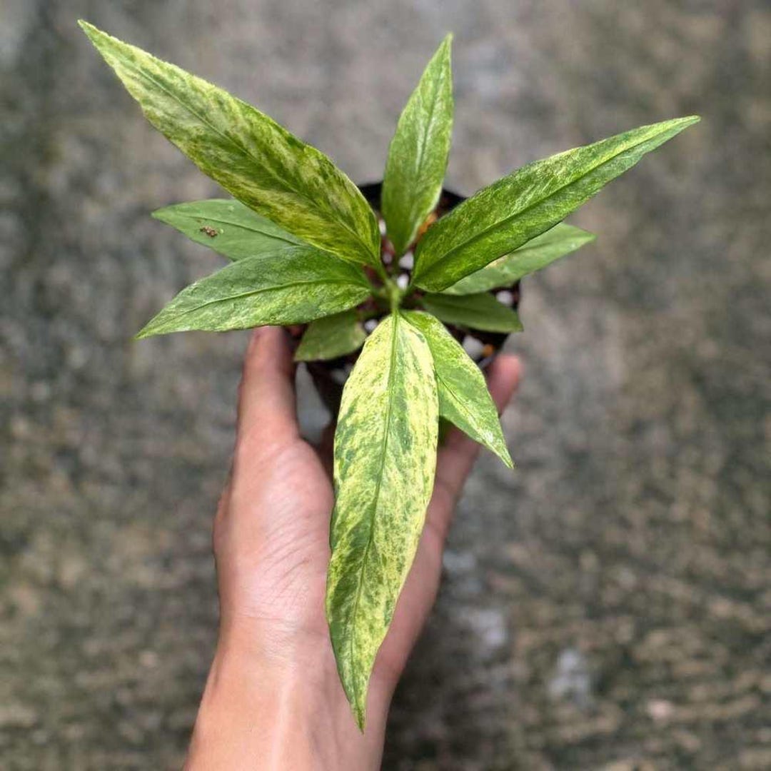 Variegated Anthurium Vittarifolium Starter Plant (ALL STARTER PLANTS ...