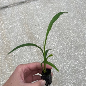 Curcuma Siam Solar Starter Plant (ALL STARTER PLANTS Require You to ...