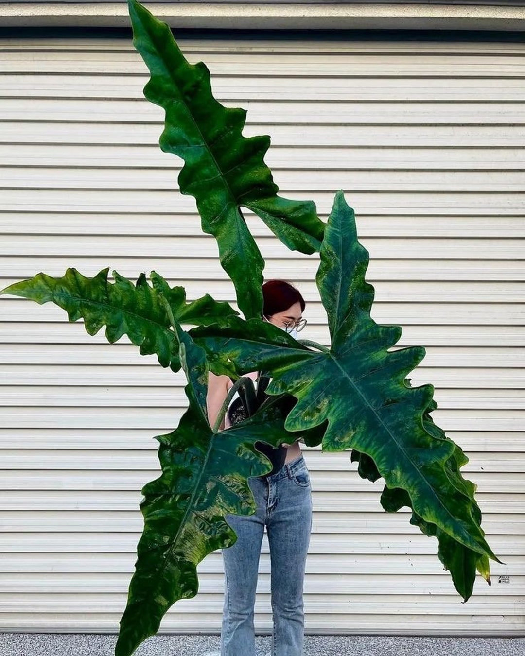 Alocasia Sabrina Starter Plant (ALL STARTER PLANTS Require You to ...