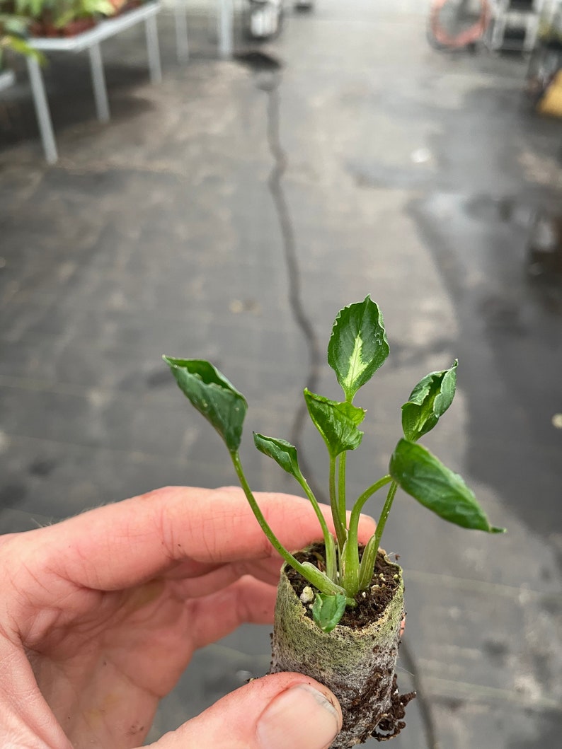 Syngonium Godzilla Starter Plant ALL STARTER PLANTS Require - Etsy