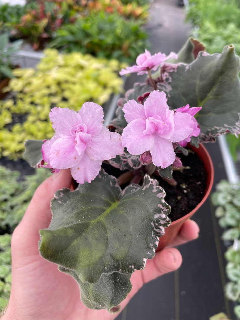 Pink Variegated Wranglers Dixie Celebration African Violet 4 - Etsy