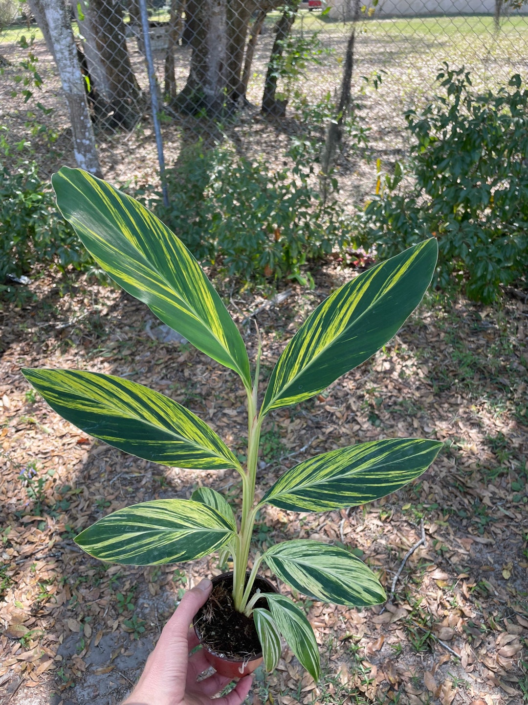 Variegated Ginger 4” Pot (ALL PLANTS Require You to Purchase 2 Plants ...