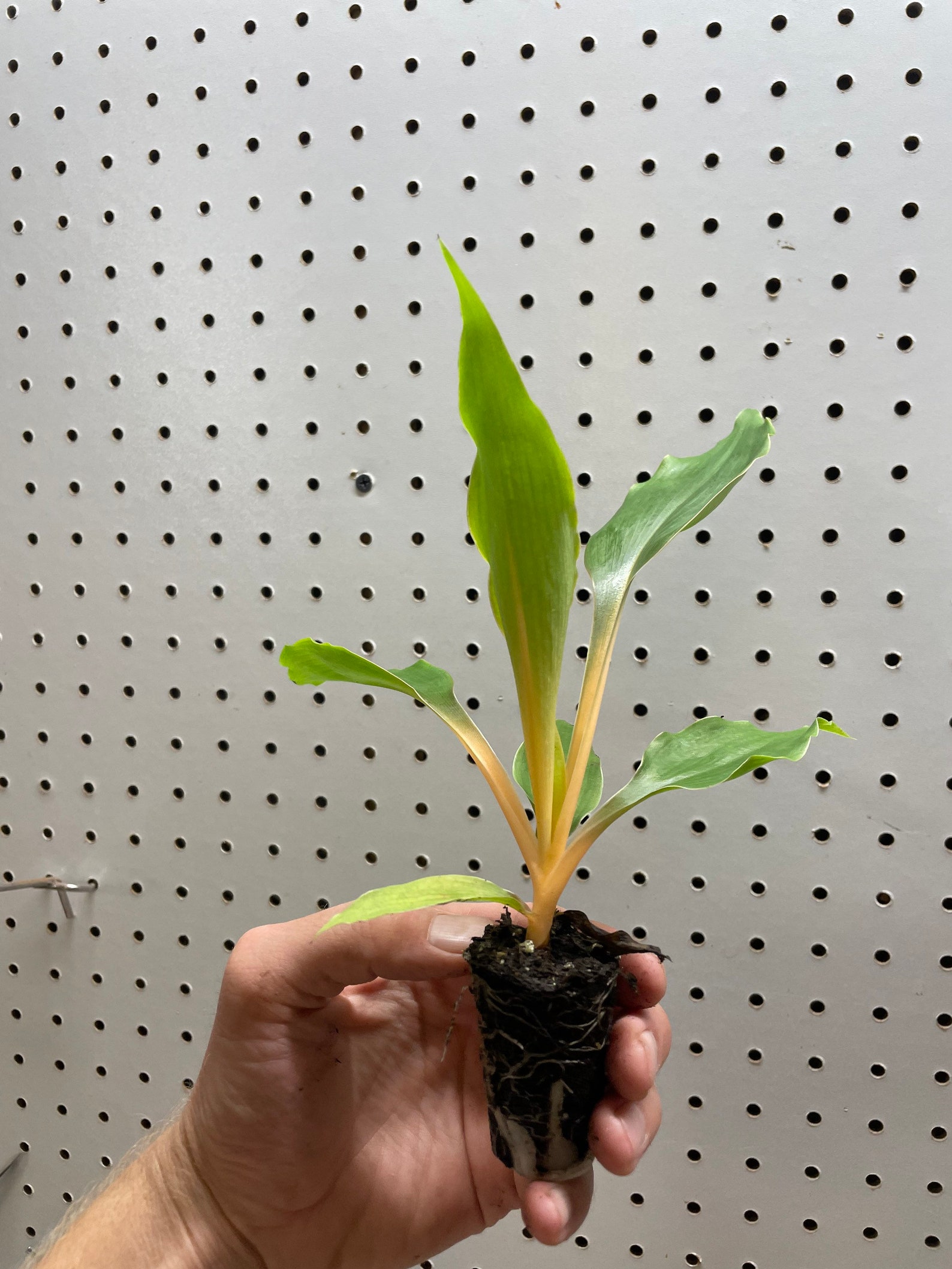 Chlorophytum fire Flash Green and Orange Starter Plant ALL STARTER ...