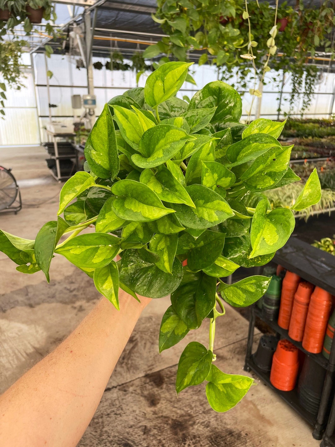 Global Green Pothos 6” Pot (ALL PLANTS Require You to Purchase 2 Plants ...