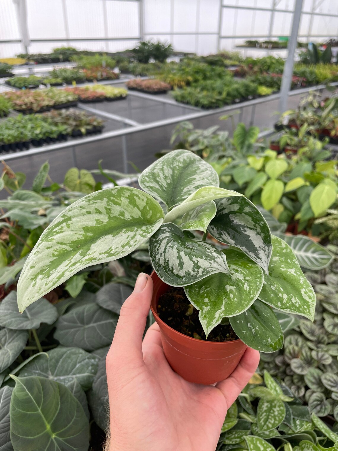 Scindapsus Pictus Silver Splash 4” Pot (ALL PLANTS Require You to ...