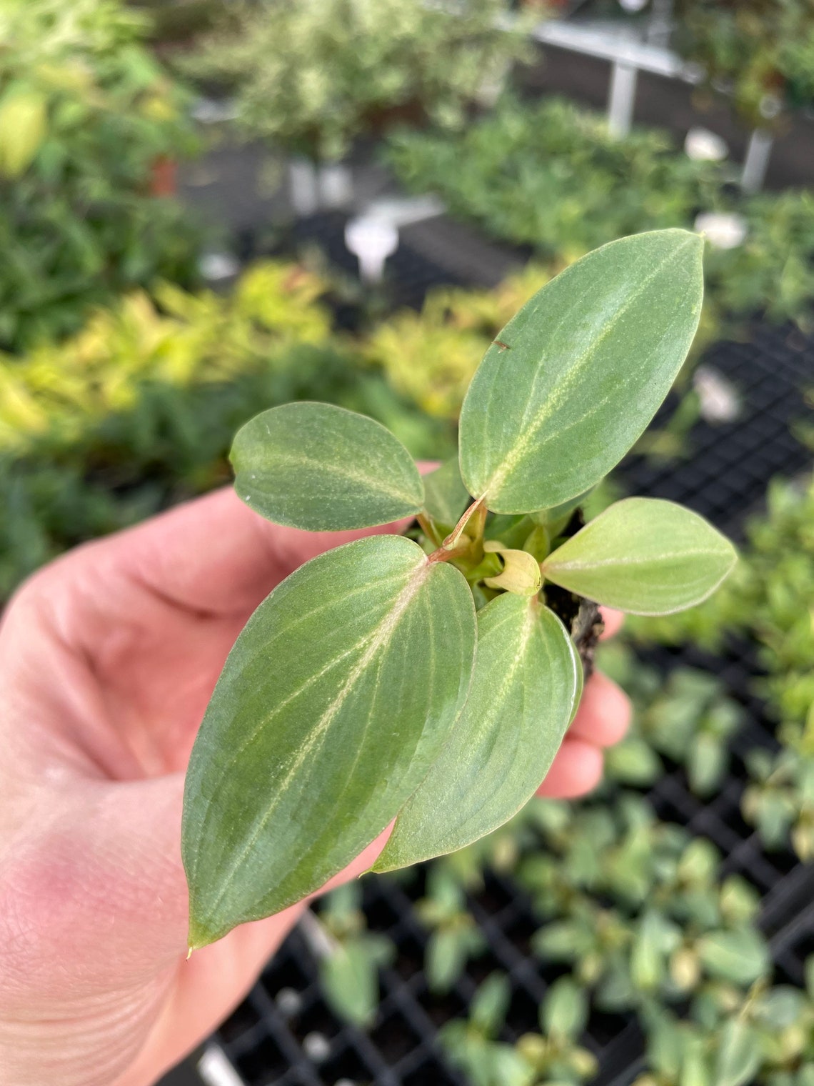 Philodendron Zebra Gloriosum Starter Plant ALL STARTER PLANTS - Etsy