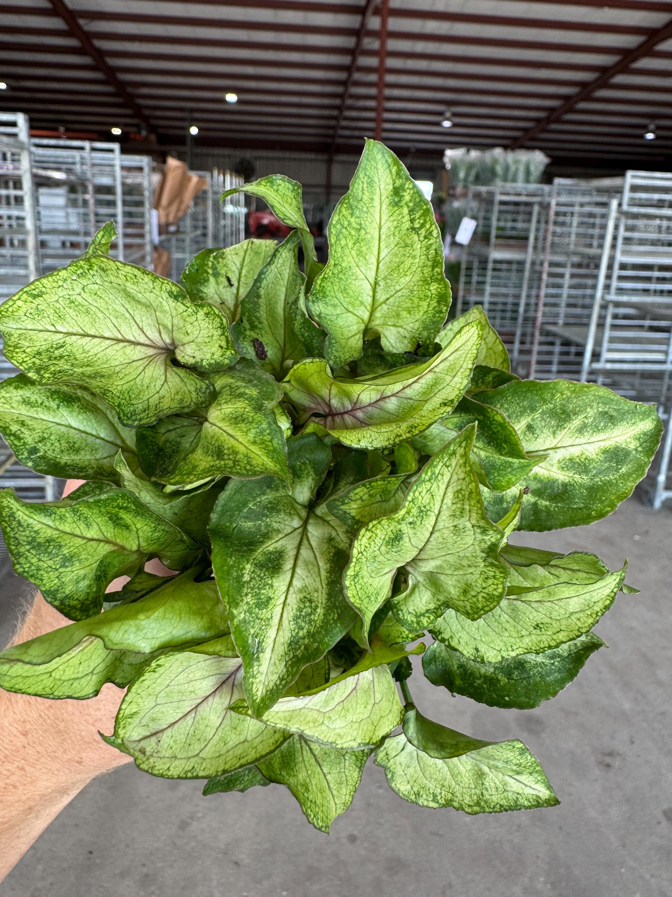 Syngonium Red Yami 3” Pot (ALL PLANTS Require You to Purchase 2 Plants ...