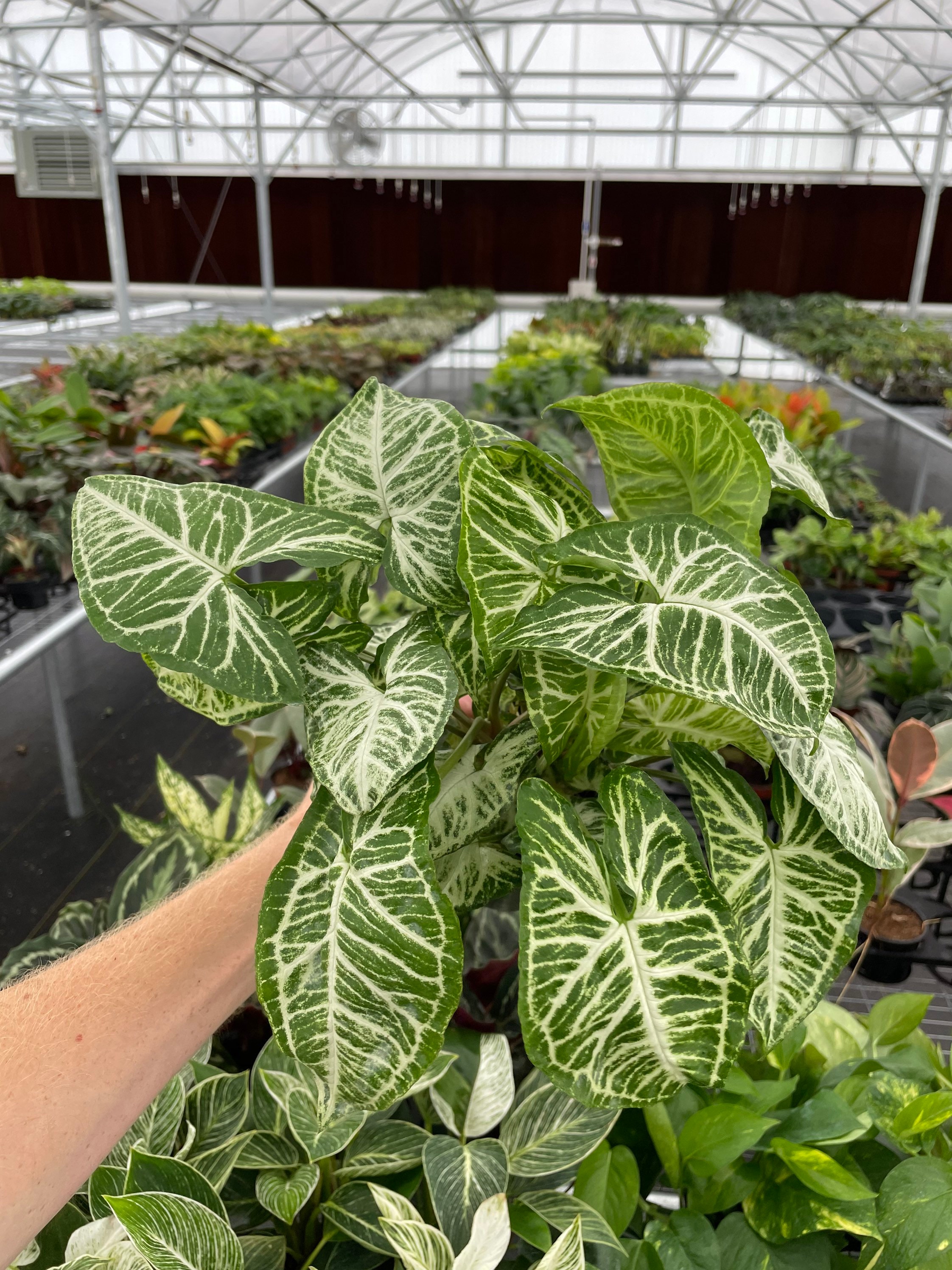 Syngonium Batik 4 Pot ALL PLANTS Require You to Purchase 2 - Etsy