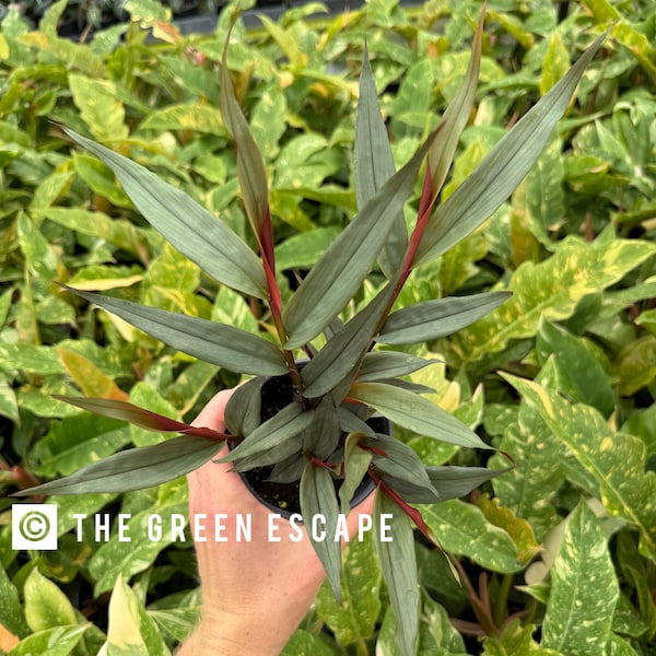 Bamboo Plants - Etsy