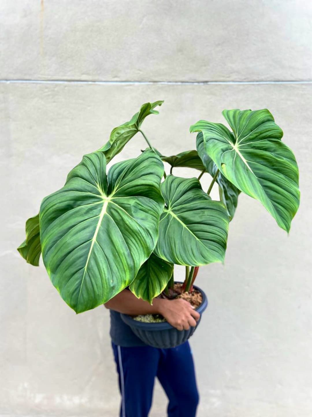 Philodendron Dean Mcdowell Starter Plant (ALL STARTER PLANTS Require ...