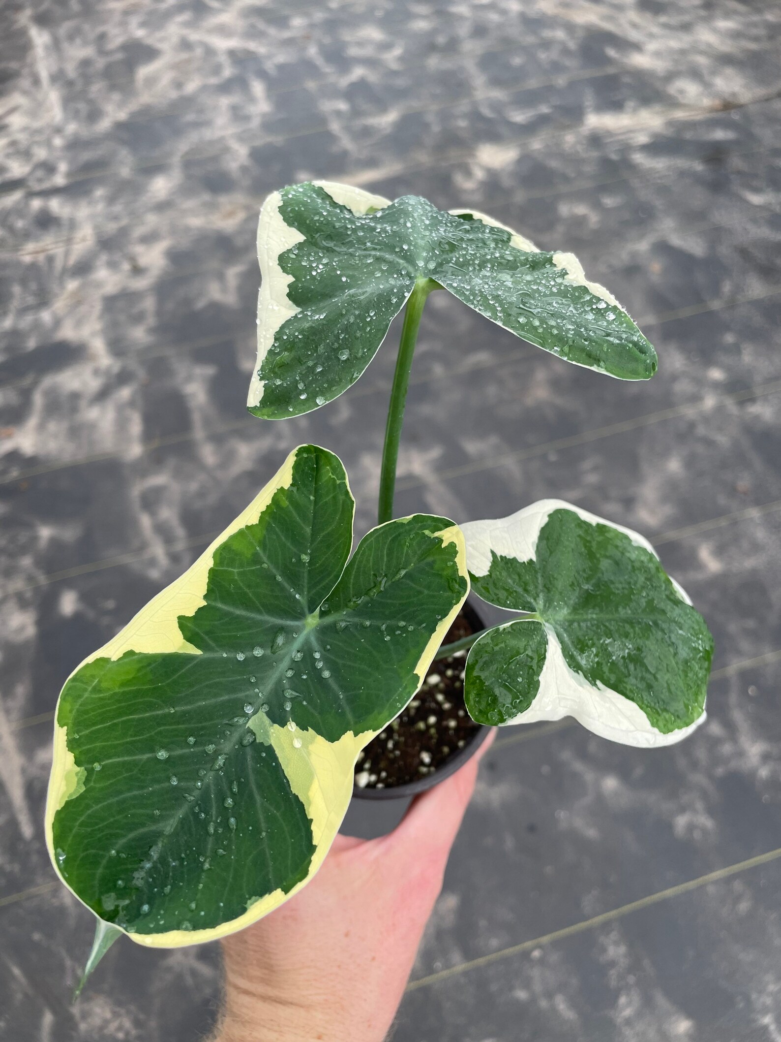 Alocasia Mickey Mouse 4 Pot ALL PLANTS Require You to - Etsy