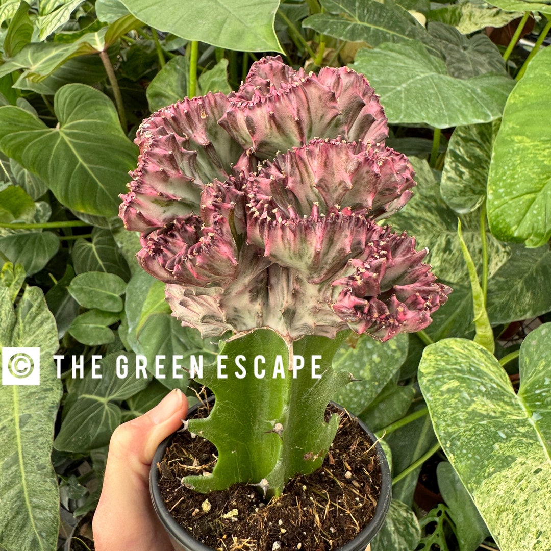 Pink Variegated Mermaid Cactus 4” Pot (ALL PLANTS Require You to ...
