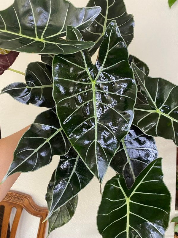 Alocasia Dragons Tooth Starter Plant ALL STARTER PLANTS - Etsy