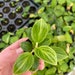 Philodendron Birkin Galaxy Starter Plant (ALL STARTER PLANTS Require ...