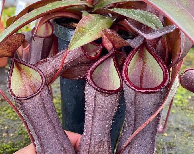 Nepenthes Rebecca Soper Starter Plant (ALL STARTER PLANTS Require You ...