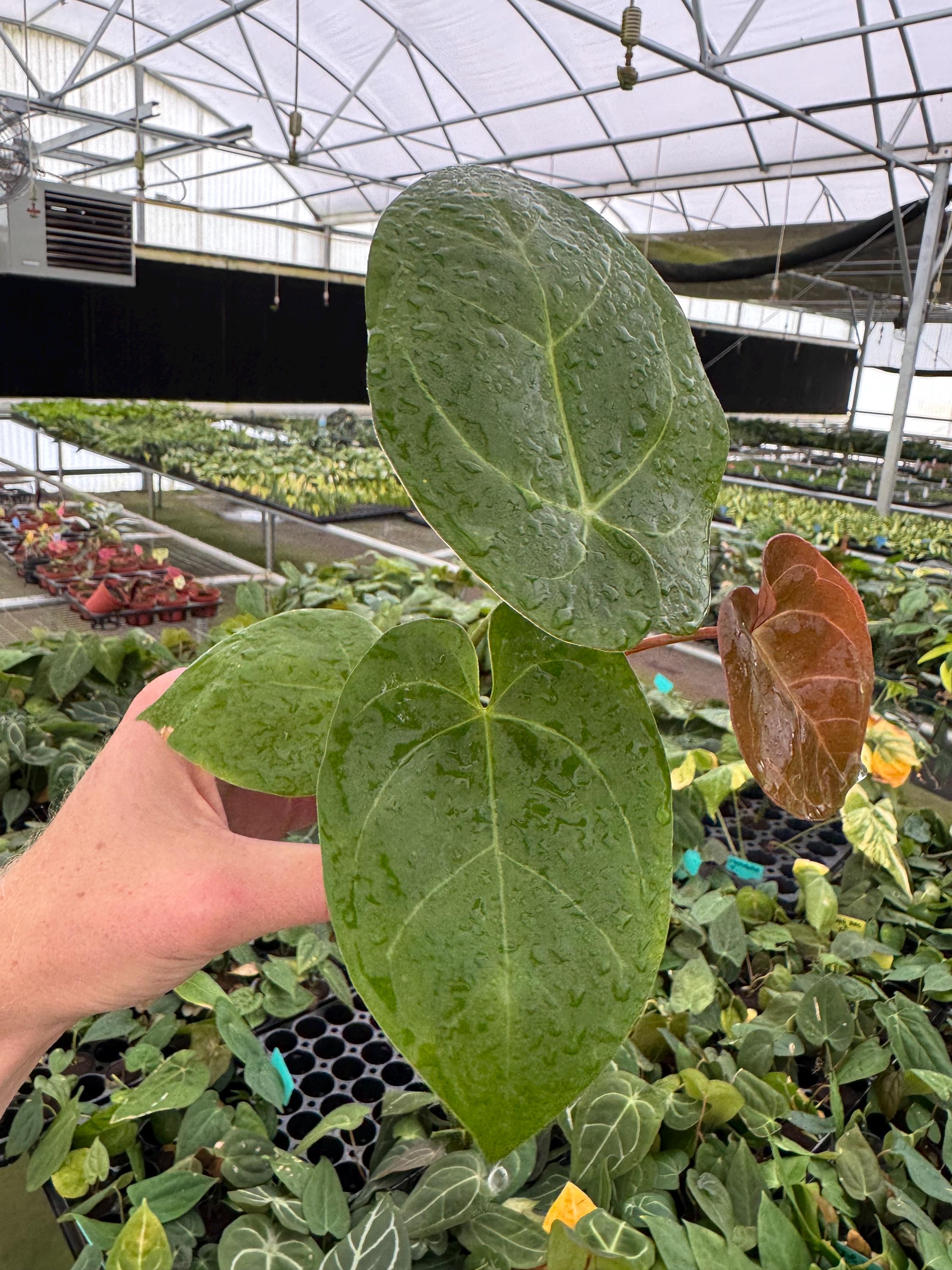Seed Grown Anthurium Hulk Starter Plant (ALL STARTER PLANTS Require You ...
