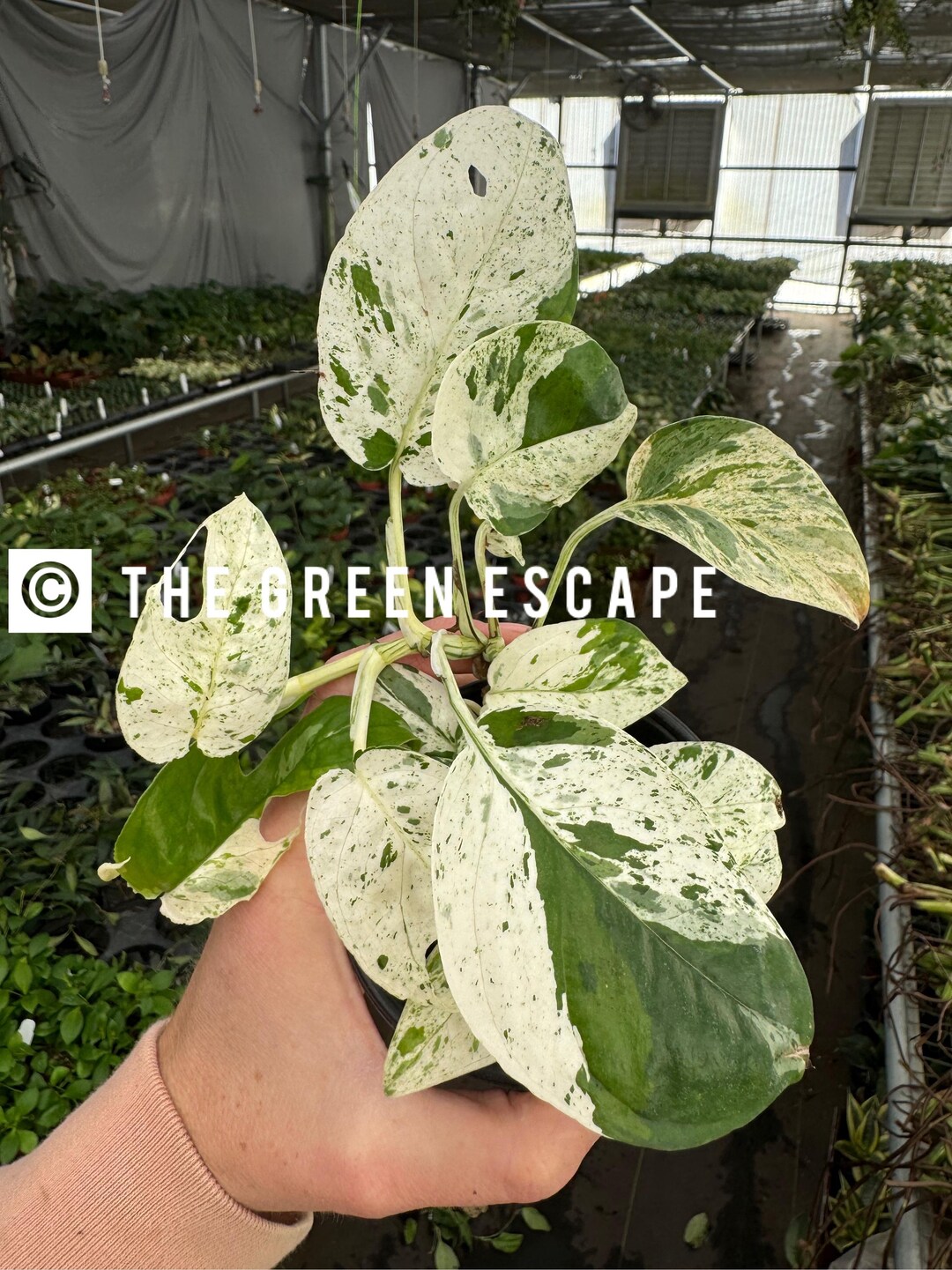 Marble Epipremnum Pinnatum 4”pot (ALL PLANTS Require You to Purchase 2 ...