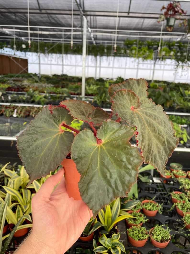 Begonia Midnight Magic 4” Pot (ALL PLANTS Require You to Purchase 2 ...