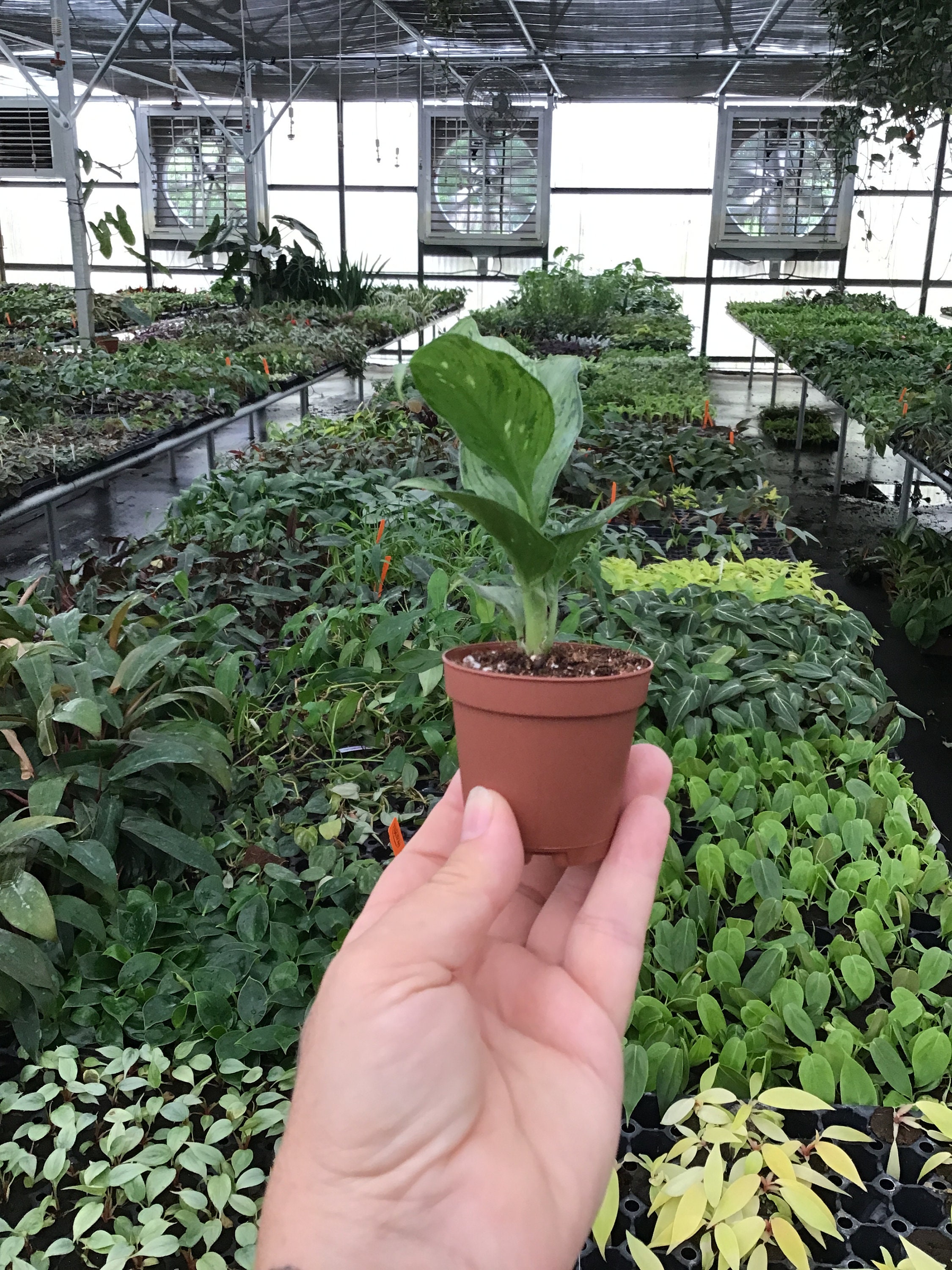 Dieffenbachia Tiki 2” Pot (ALL PLANTS Require You to Purchase 2 Plants ...