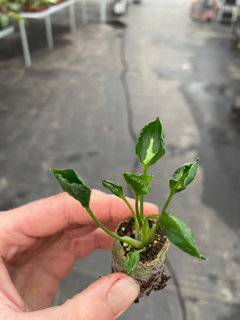 Syngonium Godzilla Starter Plant ALL STARTER PLANTS Require - Etsy