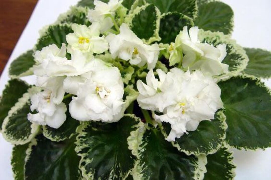 Cool Mint African Violet Starter Plant (ALL PLANTS Require You to ...