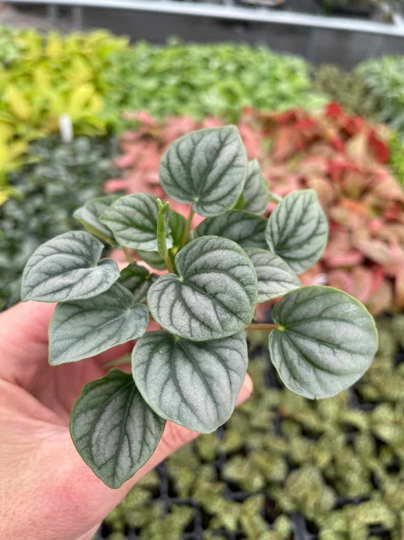 Peperomia Moonlight Starter Plant ALL STARTER PLANTS Require - Etsy