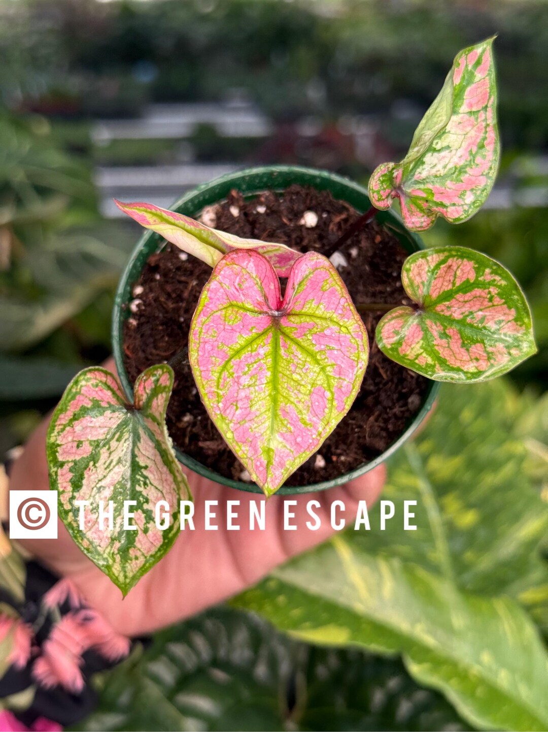 Caladium Purple Light 2” Pot (ALL PLANTS Require You to Purchase 2 ...