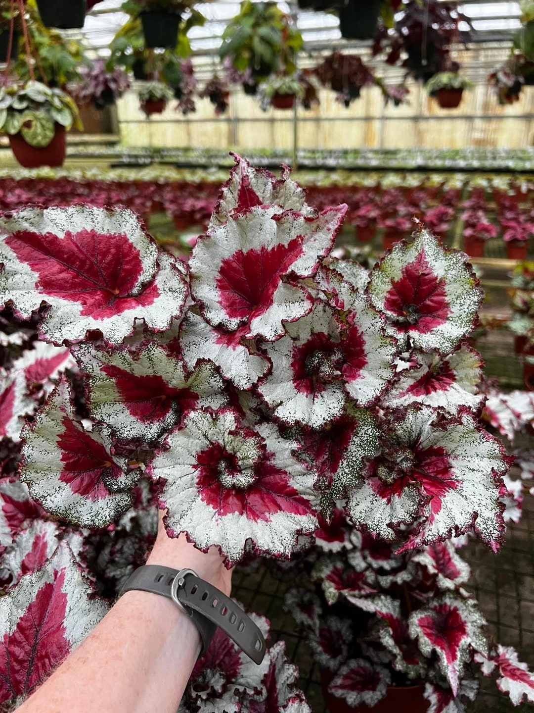Harmonys Baby Dragon Heart Begonia Starter Plant (ALL STARTER PLANTS ...