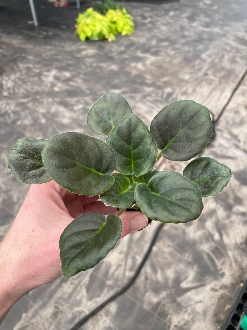 Smokey Moon African Violet Starter Plant ALL Starter PLANTS - Etsy