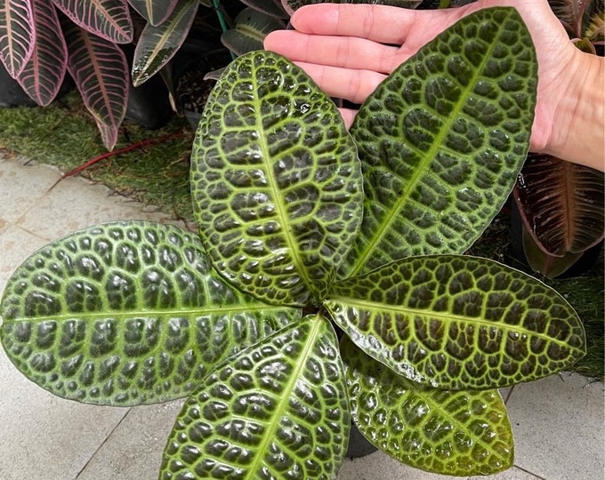 Labisia Turtle Back Starter Plant (ALL STARTER PLANTS Require You to ...