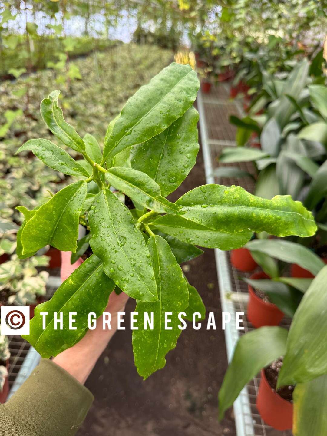 Hoya Imperialis Red 4” Pot (ALL PLANTS Require You to Purchase 2 Plants ...