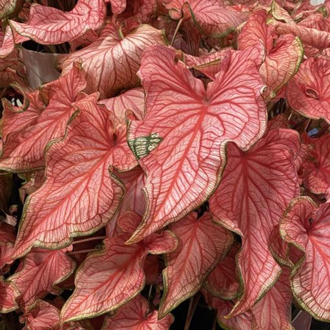 Caladium Fairytale Princess Starter Plant (ALL STARTER PLANTS Require ...