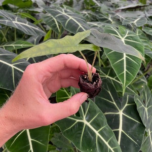 Alocasia Sabrina Starter Plant ALL STARTER PLANTS Require You - Etsy