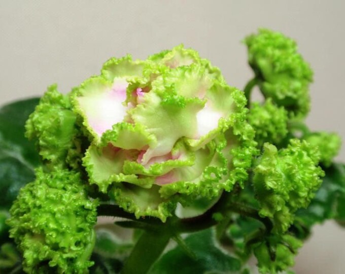 Silverglade Apples African Violet Starter Plant (ALL Starter PLANTS ...