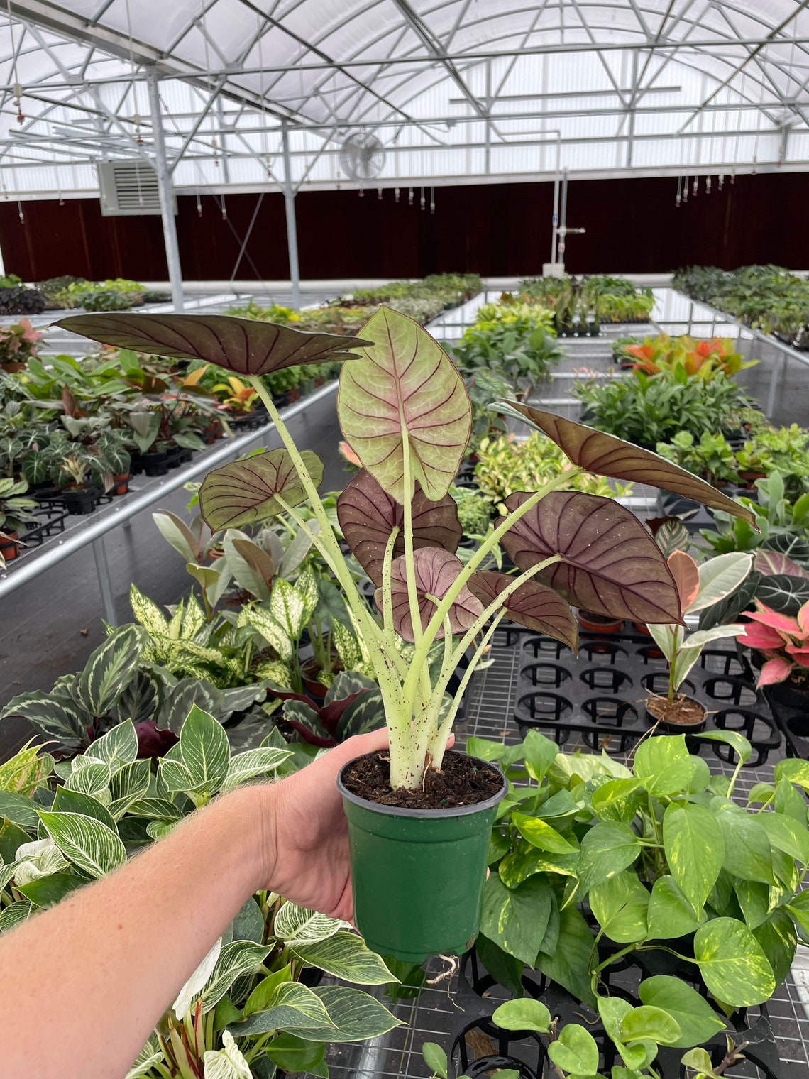 Alocasia Nebula Imperialis 4 Pot ALL PLANTS Require You to - Etsy