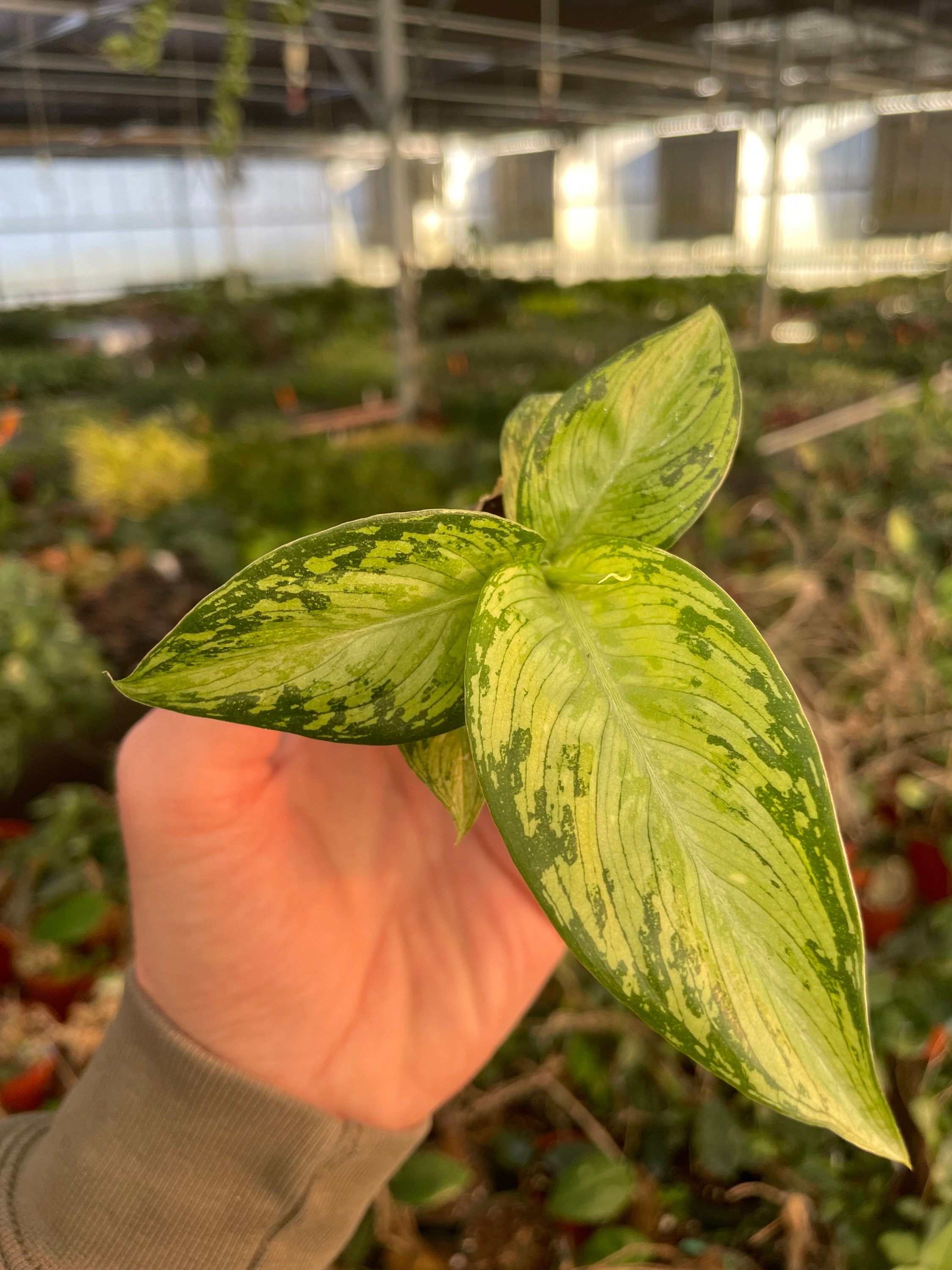 Dieffenbachia Tiki Starter Plant (ALL STARTER PLANTS Require You to ...