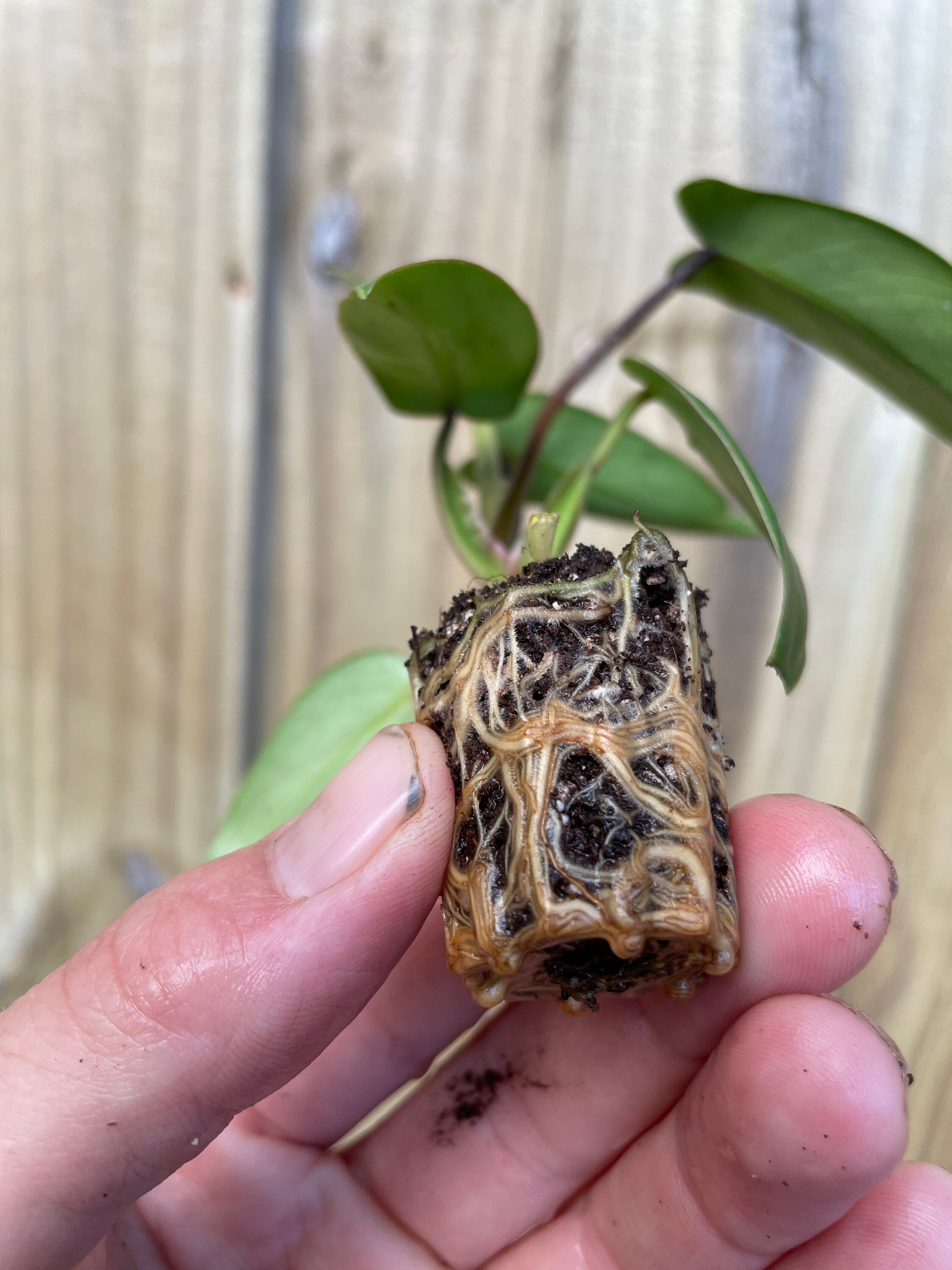 Philodendron Rudolph Starter Plant ALL STARTER PLANTS Require - Etsy