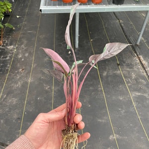 Apoballis Acuminatissimum Aka “lavallei” or “red Sword” Starter Plant ...