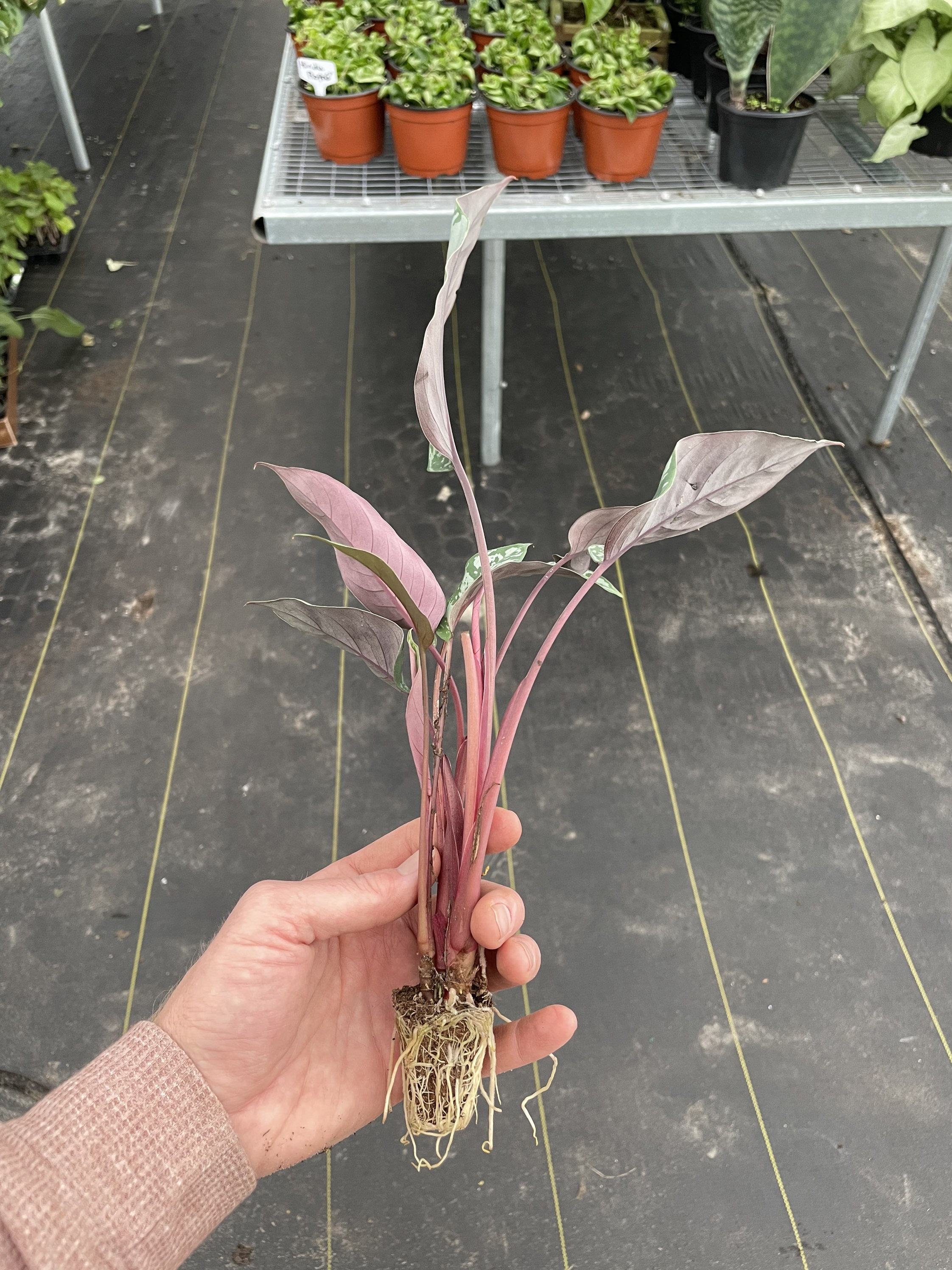 Apoballis Acuminatissimum Aka lavallei or red Sword - Etsy