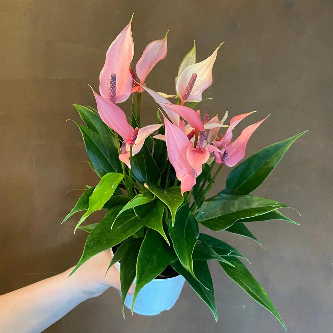 Anthurium Lilli 2” Pot (ALL PLANTS Require You to Purchase 2 Plants ...