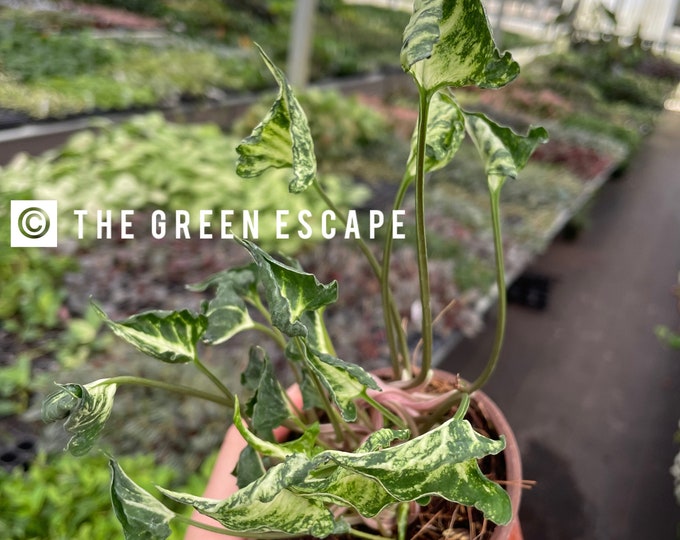 Syngonium Godzilla 4 Pot ALL PLANTS Require You to Purchase 2 Plants - Etsy